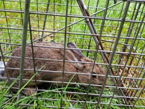 Rabbit & Mole Control in Nottingham | Expert Wildlife Removal | All Pests