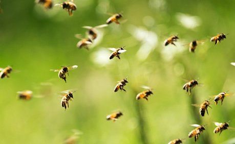 Wasp Infestation in Summer: What to Watch For and How to Stop It | All ...