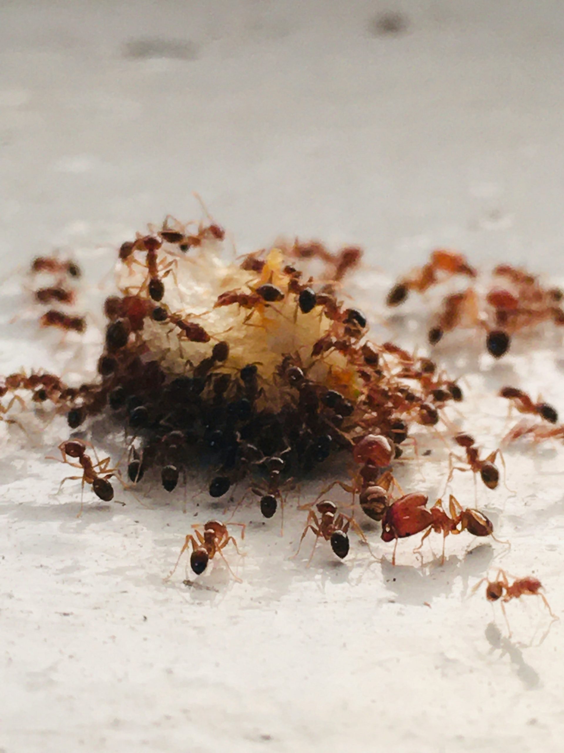How to get rid of ants fast and for good | Ant Invasion | All Pests